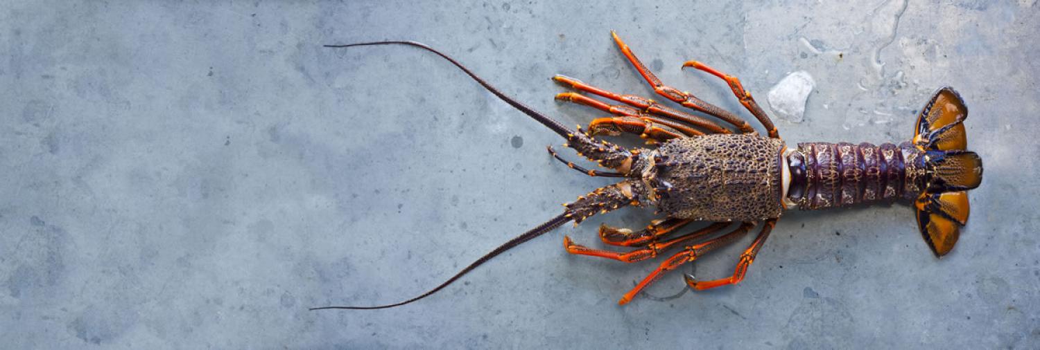 Fresh from our boats to you, Daily :: Gisborne Fisheries