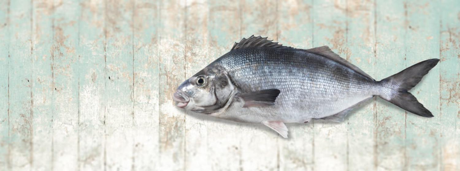 Fresh from our boats to you, Daily :: Gisborne Fisheries